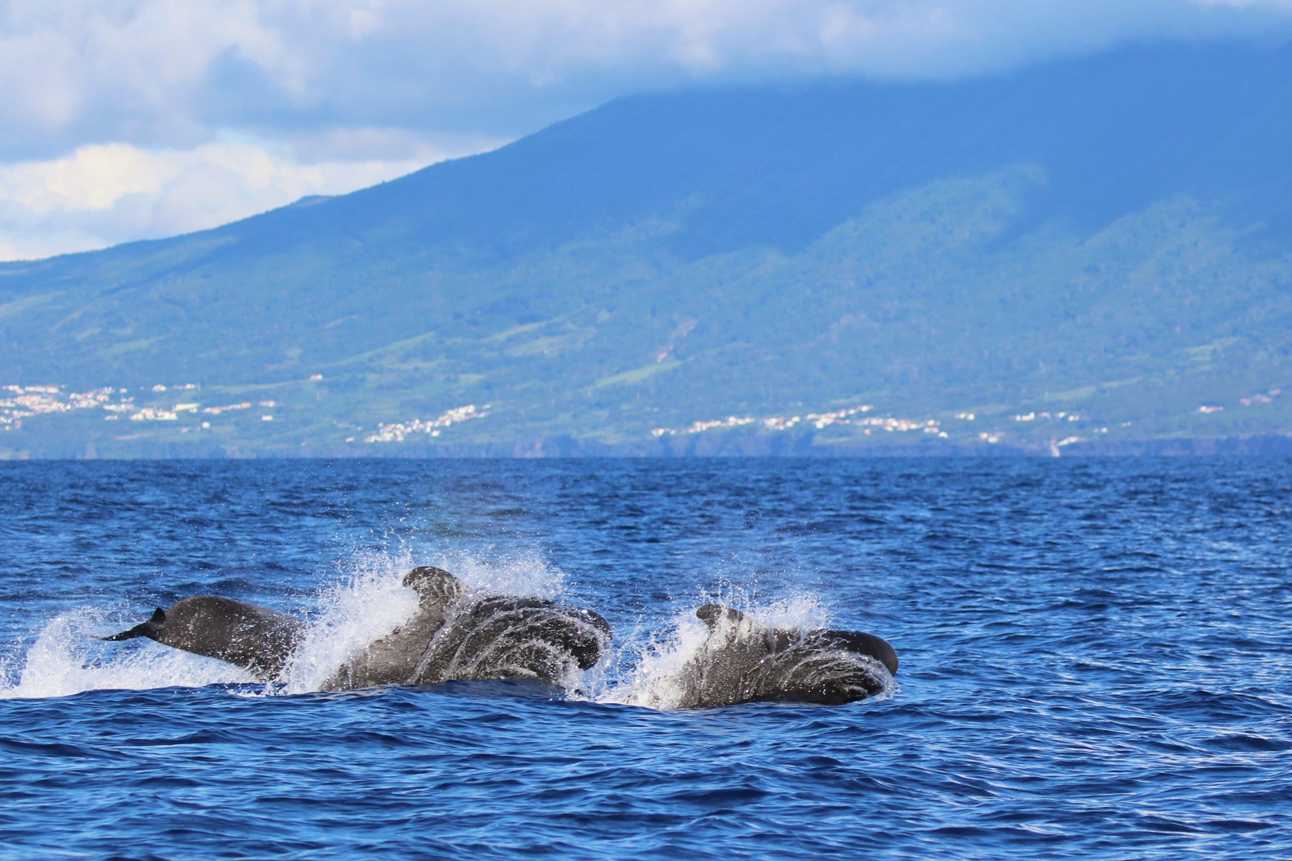 Whale Watching & Dolphin in Lajes do Pico - @AZORES